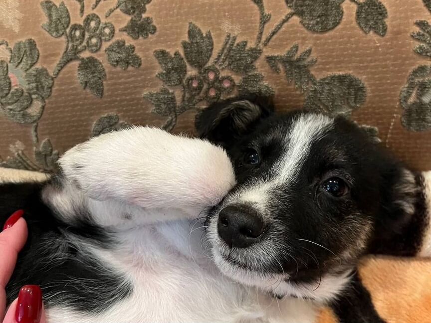 Маленький щеночек Норд в добрые руки