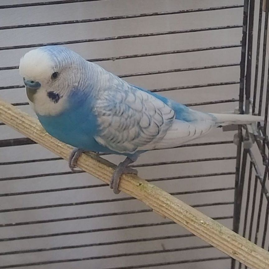 Волнистый попугай. Самец