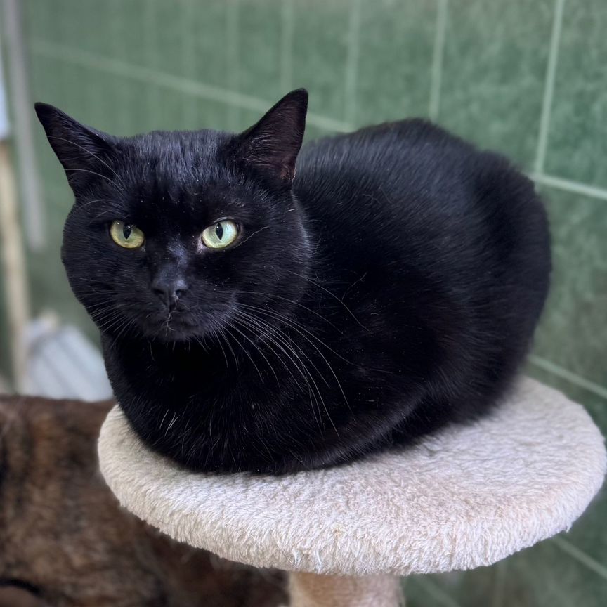 Изящный котик Брюс