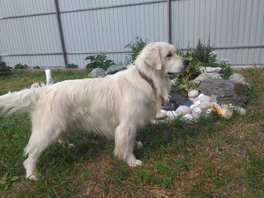 Друг Подружке, Золотистый Ретривер