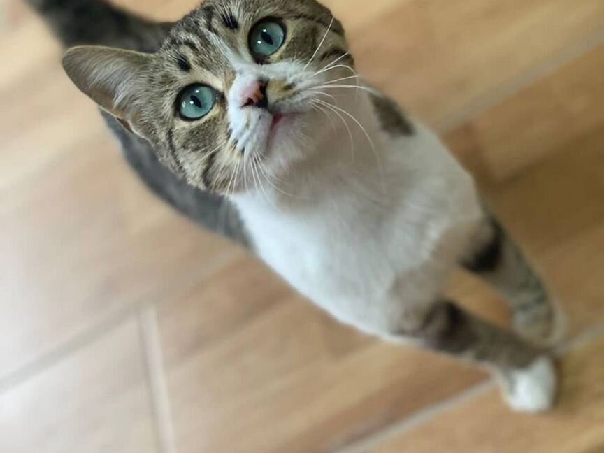 Кошка в дар