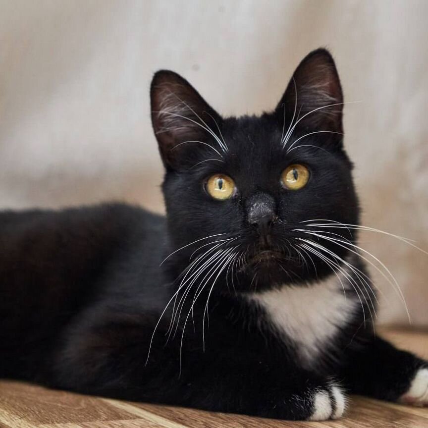 Кошка компаньон ищет дом в дар бесплатно