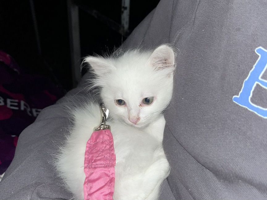 Котята без породы
