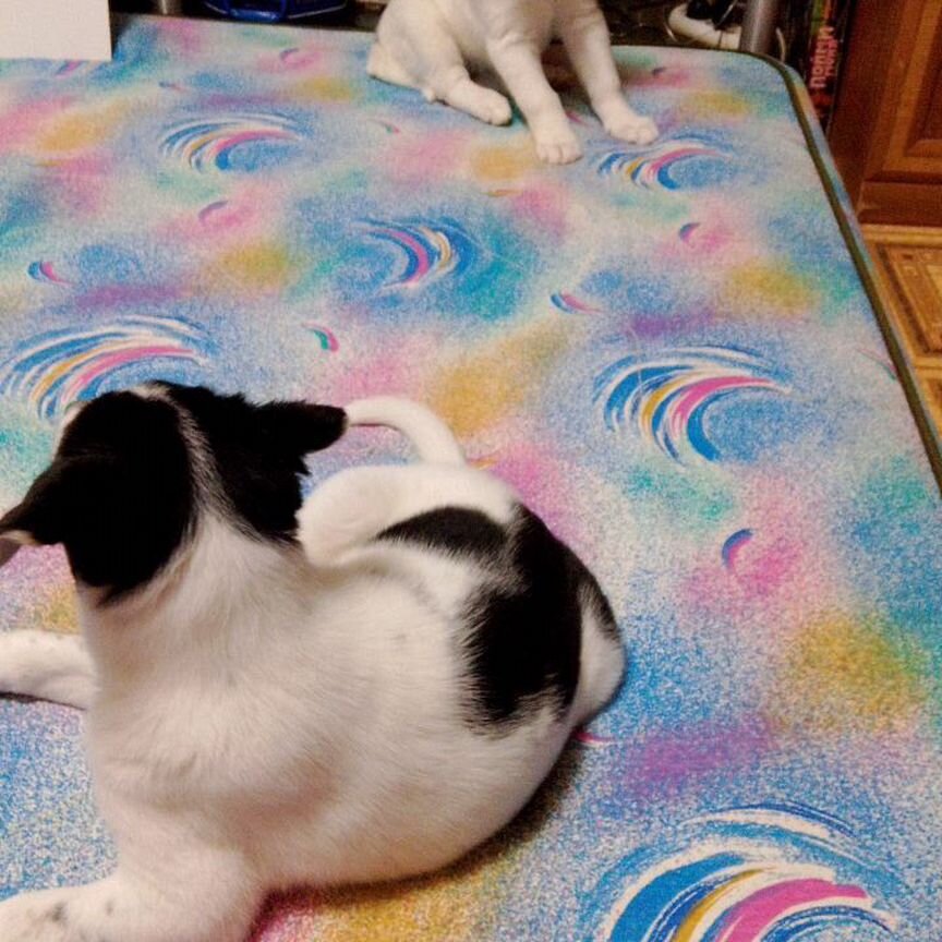 Продам щенят