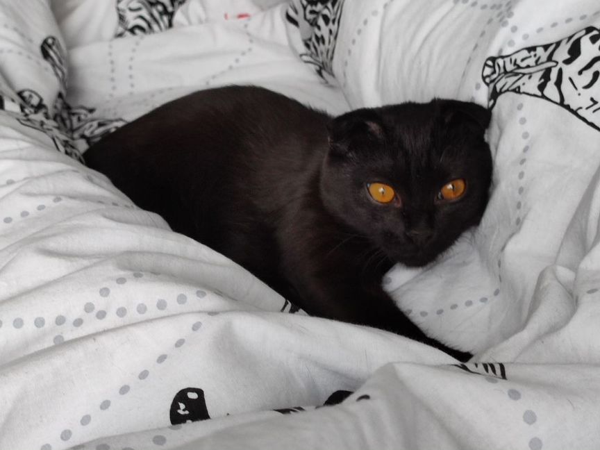 Кот вязка с кошкой бесплатно