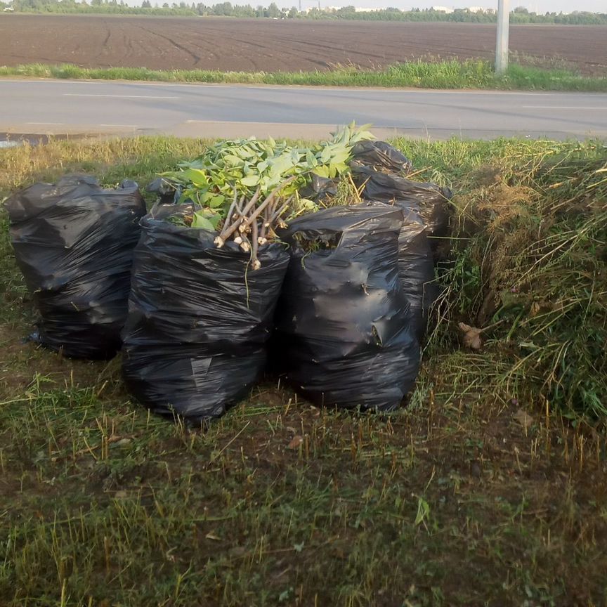 Отдам бесплатно траву, корм для животных