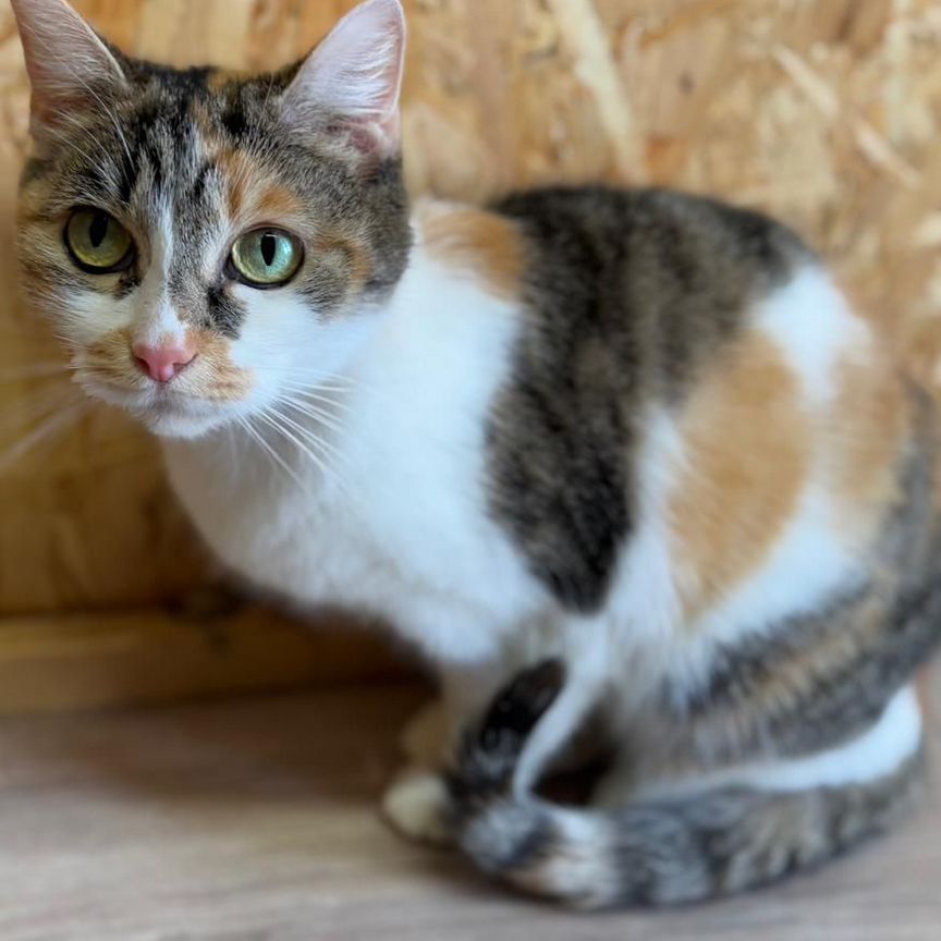 Кошка в добрые руки бесплатно