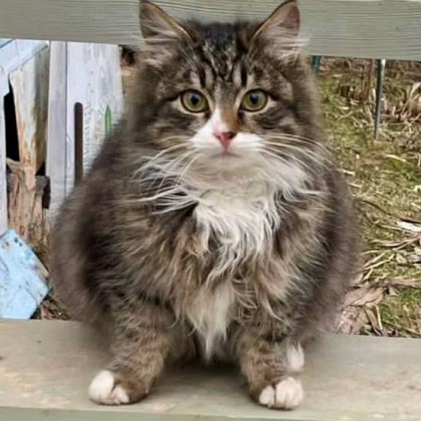 Красивый котик Франклин замерзает на улице