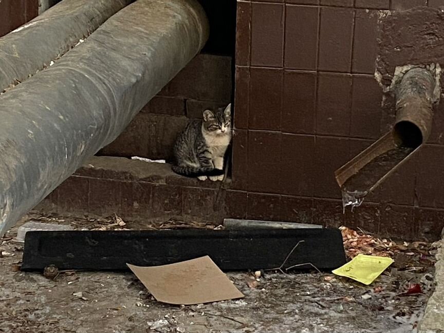 Бездомные котята