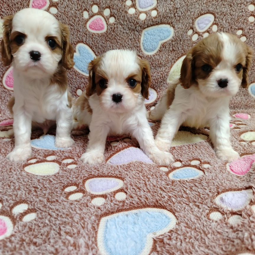 Малыши кавалер кинг чарльз спаниель