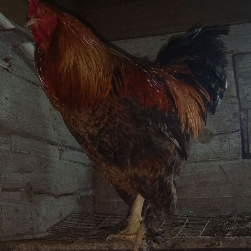 Молодые петухи