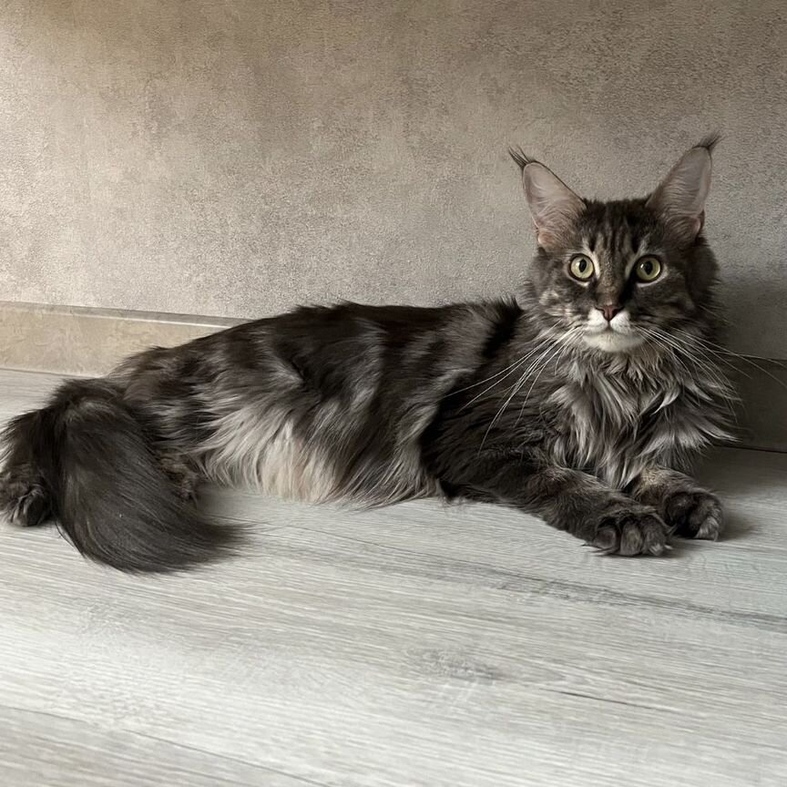 Мейн-кун, взрослая кошка