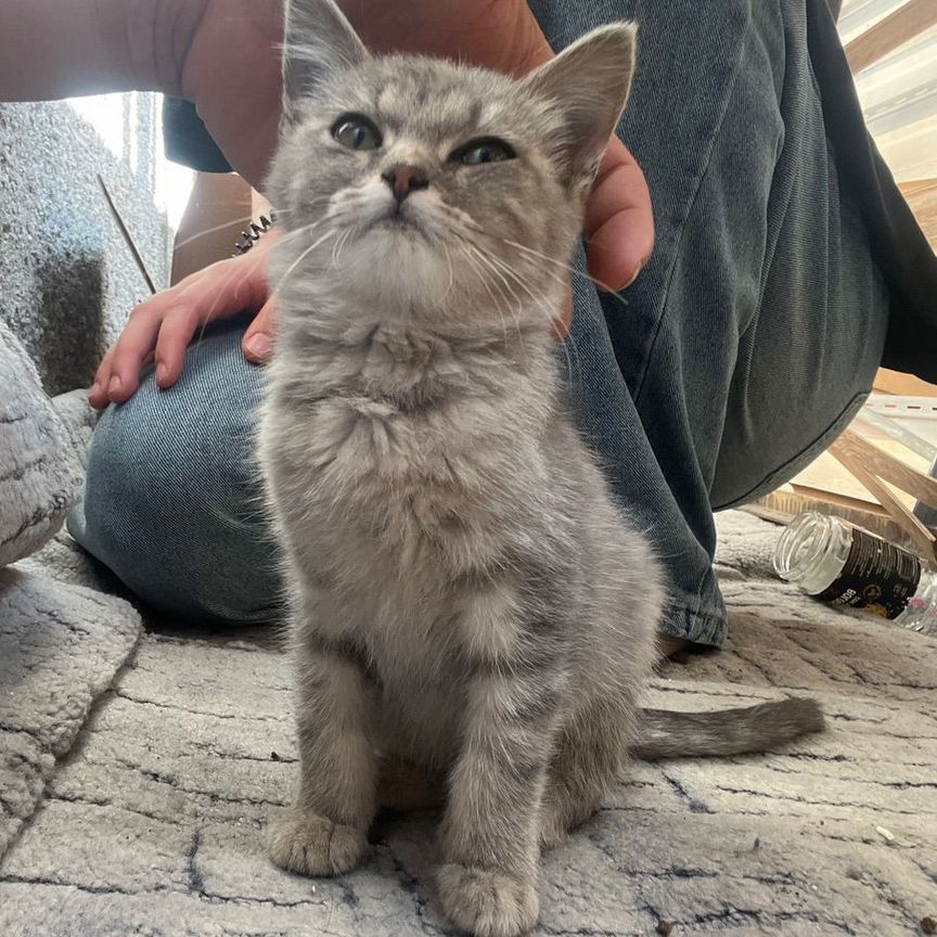 Котенок в добрые руки