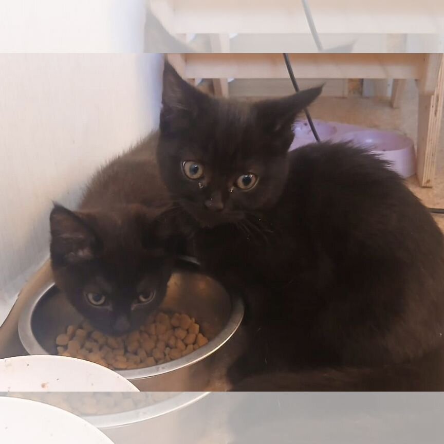 Шотландский прямоухий короткошёрстный котёнок