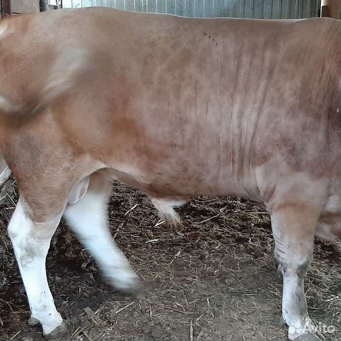 Бык породы лимузин на племя