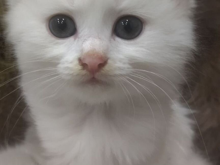 Котята в добрые руки 1 месяц