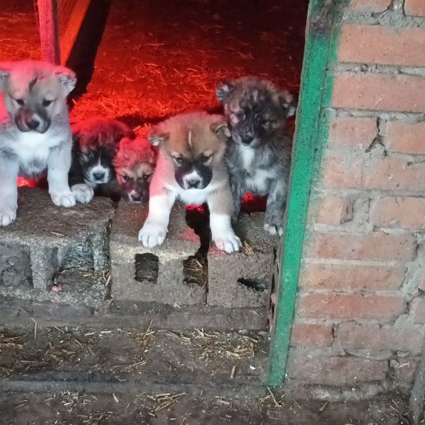 Щенки алабая