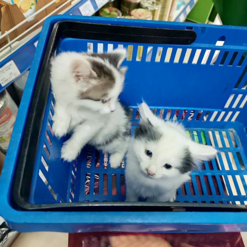 Котята в добрые руки бесплатно
