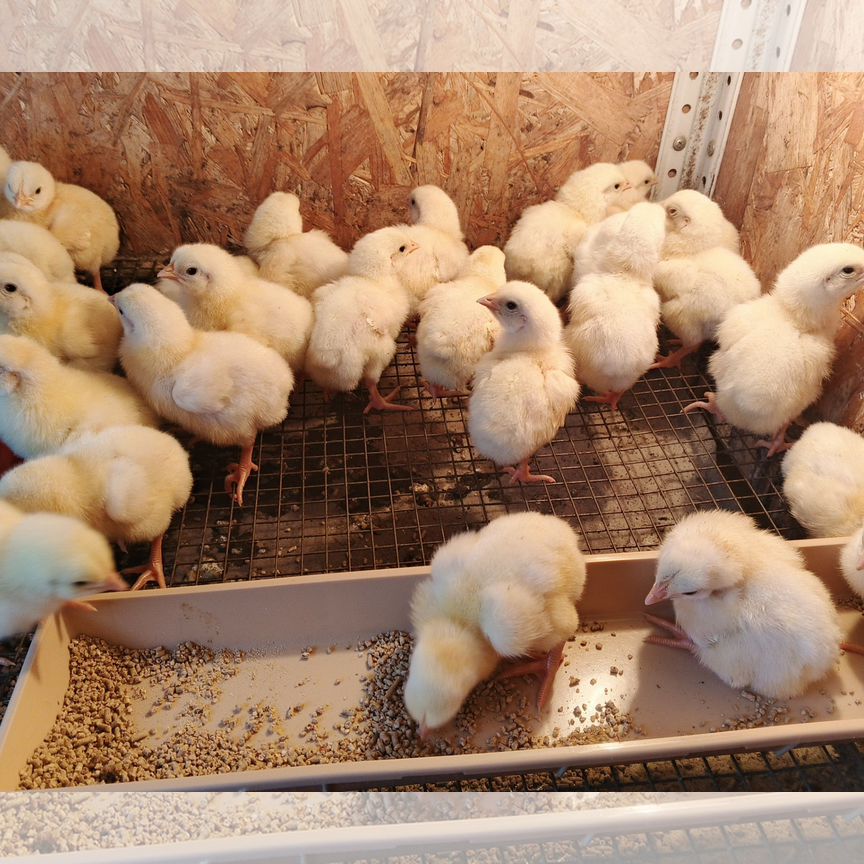 Цыплята бройлеры кобб 500 подрощенные