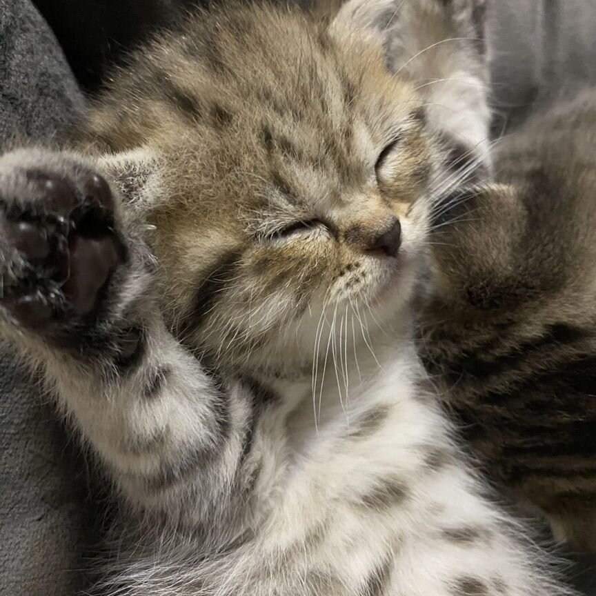 Шотладские котята