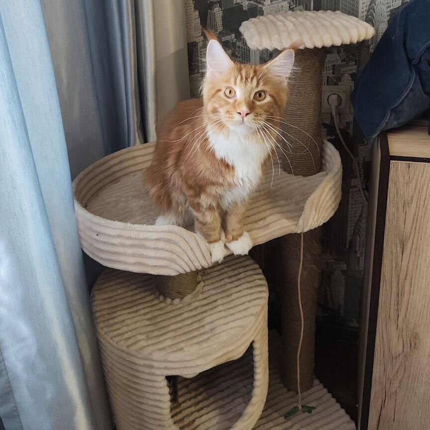 Мейн-кун котёнок