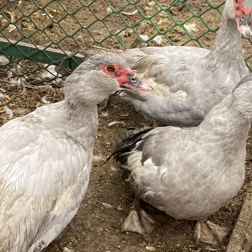 Утка на племя, порода лаванда