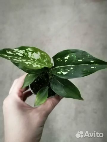 Аглаонема Сноуфлейк купить в Москве | Товары для дома и дачи | Авито