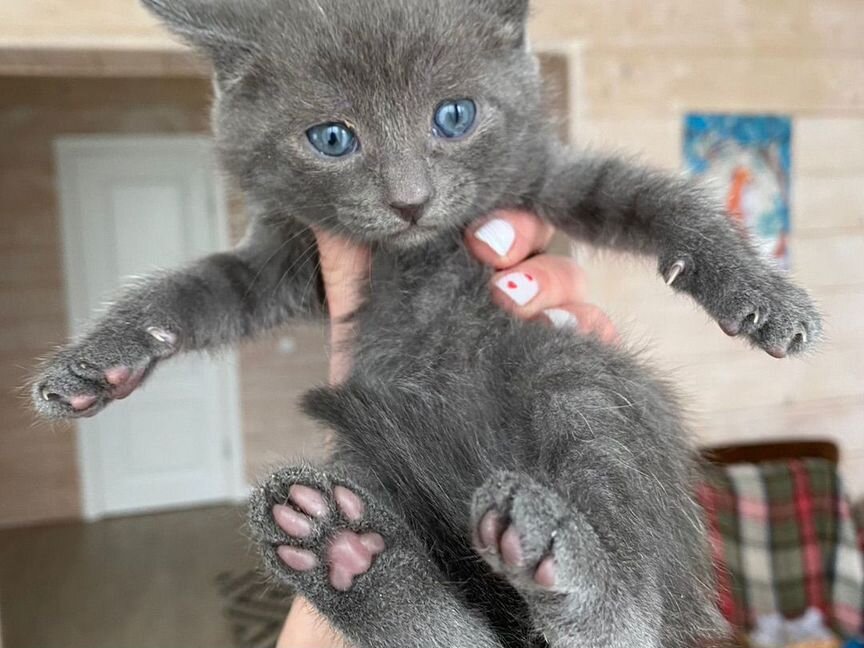 Котенок