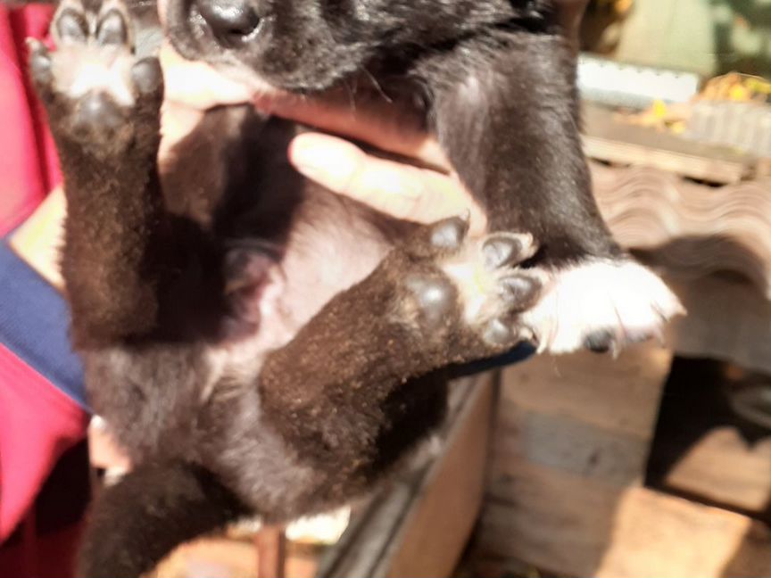 Собаки бесплатно в добрые руки щенки