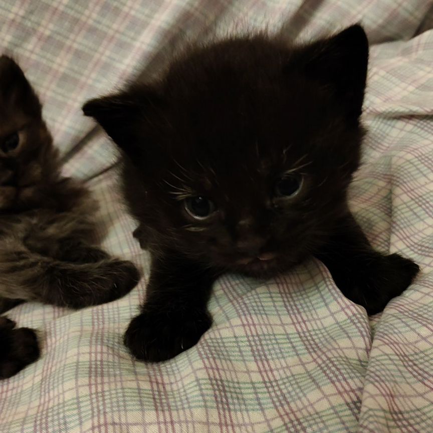 Шотландский вислоухий короткошёрстный котёнок