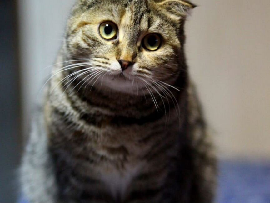 Кошка серая вислоухая