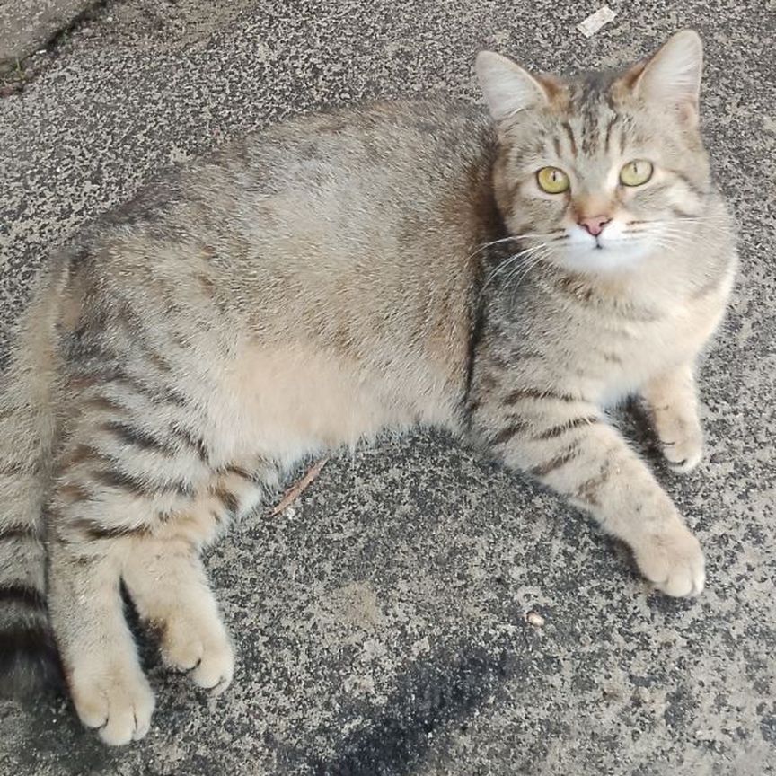 Взрослая, кошка в добрые руки