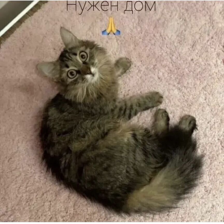 Буся с тяж судьбой ищет дом Или улица грозит