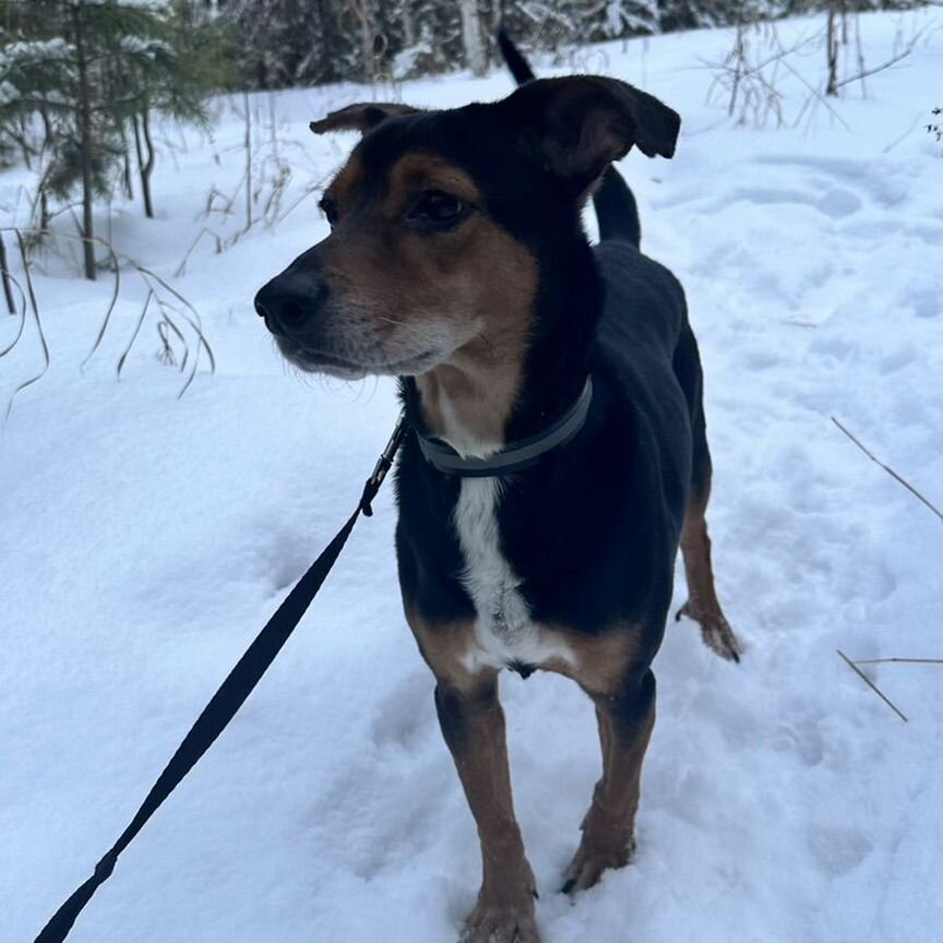 Дворняга отдам и заплачу 10к