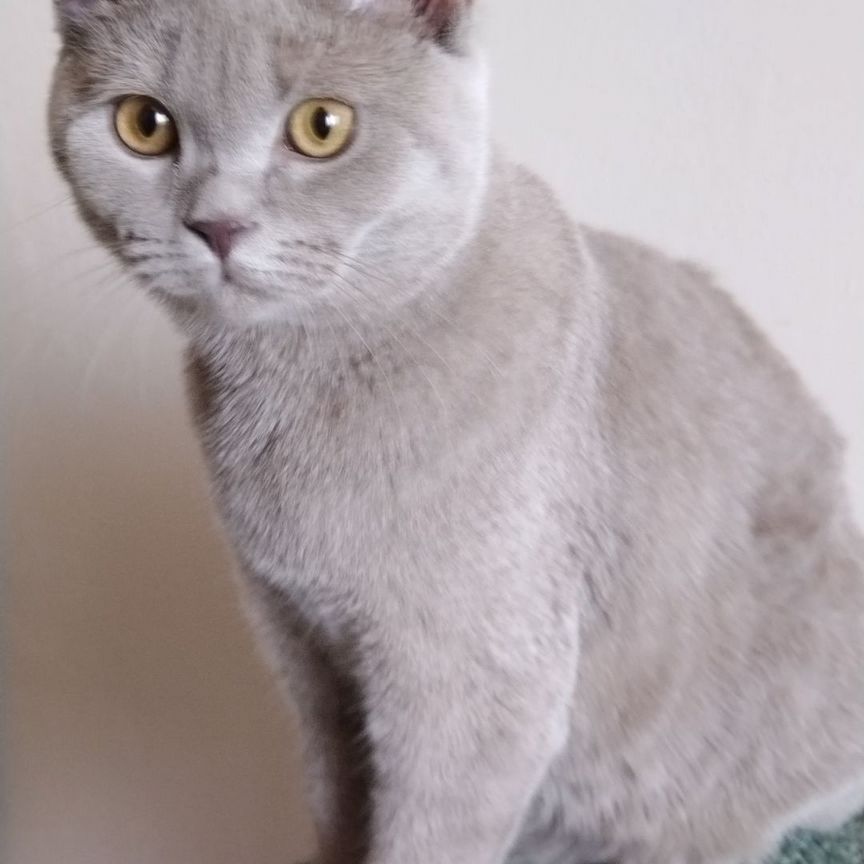 Шотландская чистокровная девочка в дар