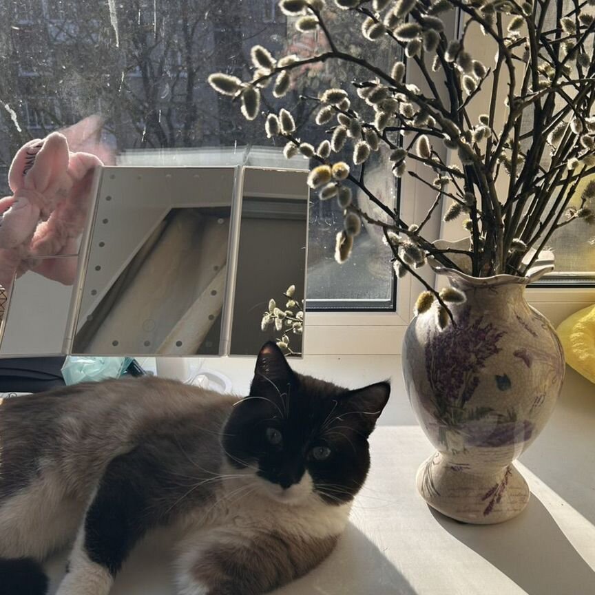 Кот в добрые руки