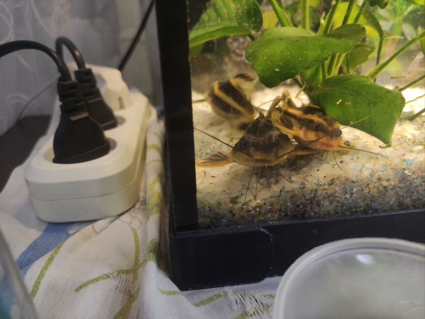 Сом платидорас