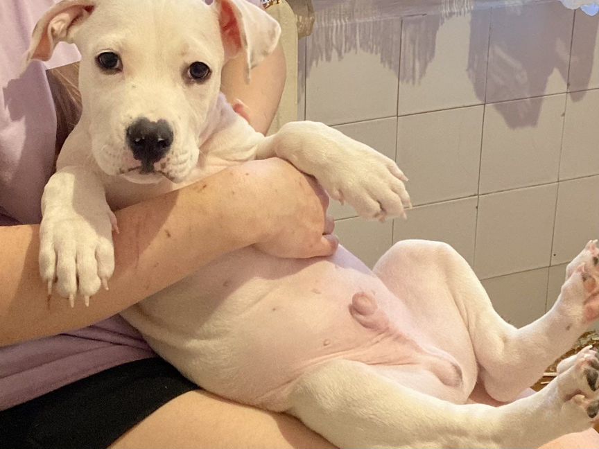 Собака, американский стаффоршидский терьер