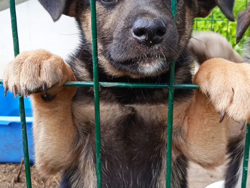 Щенки немецкой овчарки в добрые руки