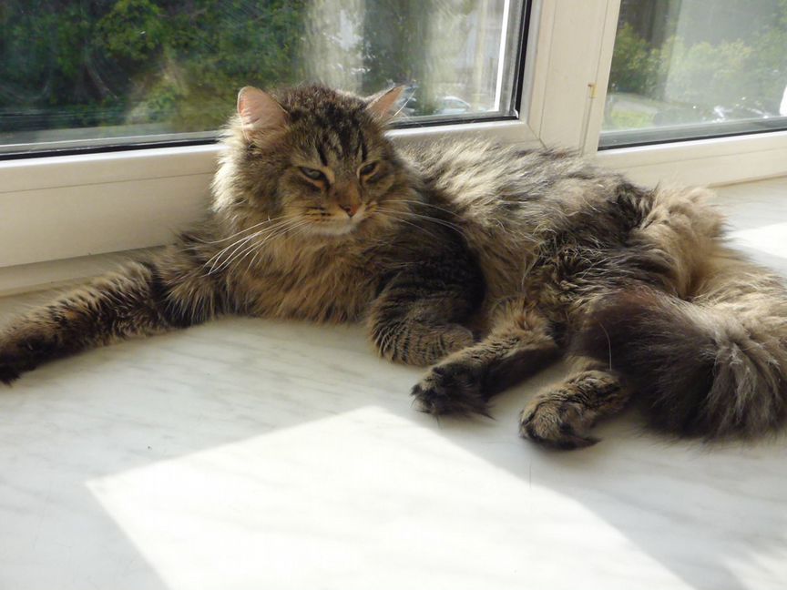 Кот - сибиряк в Добрые руки