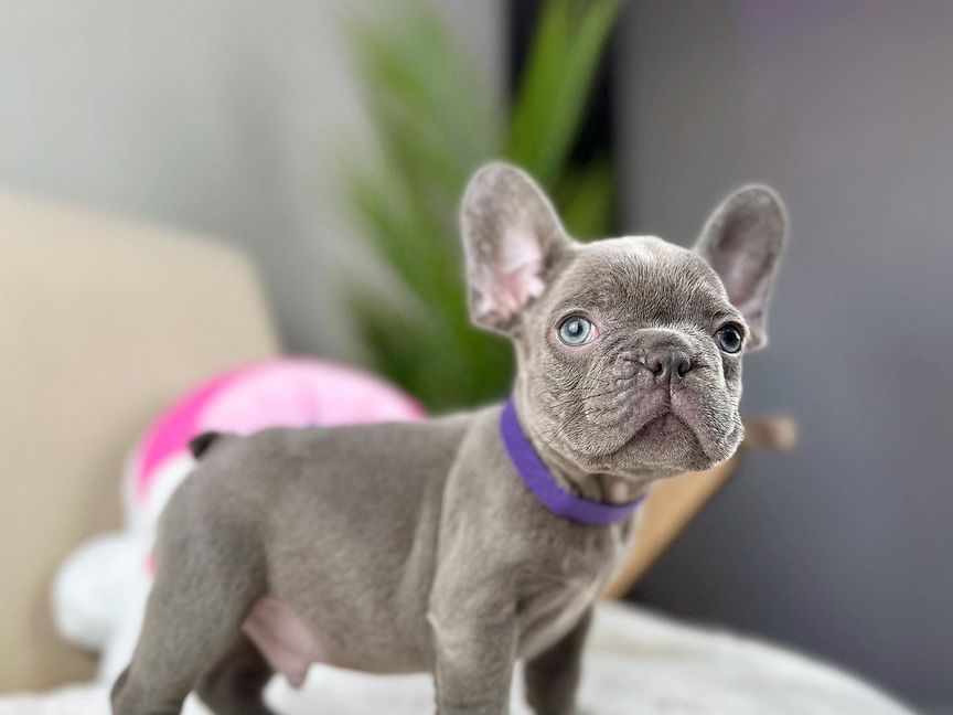 Лиловый мальчик с голубыми глазами