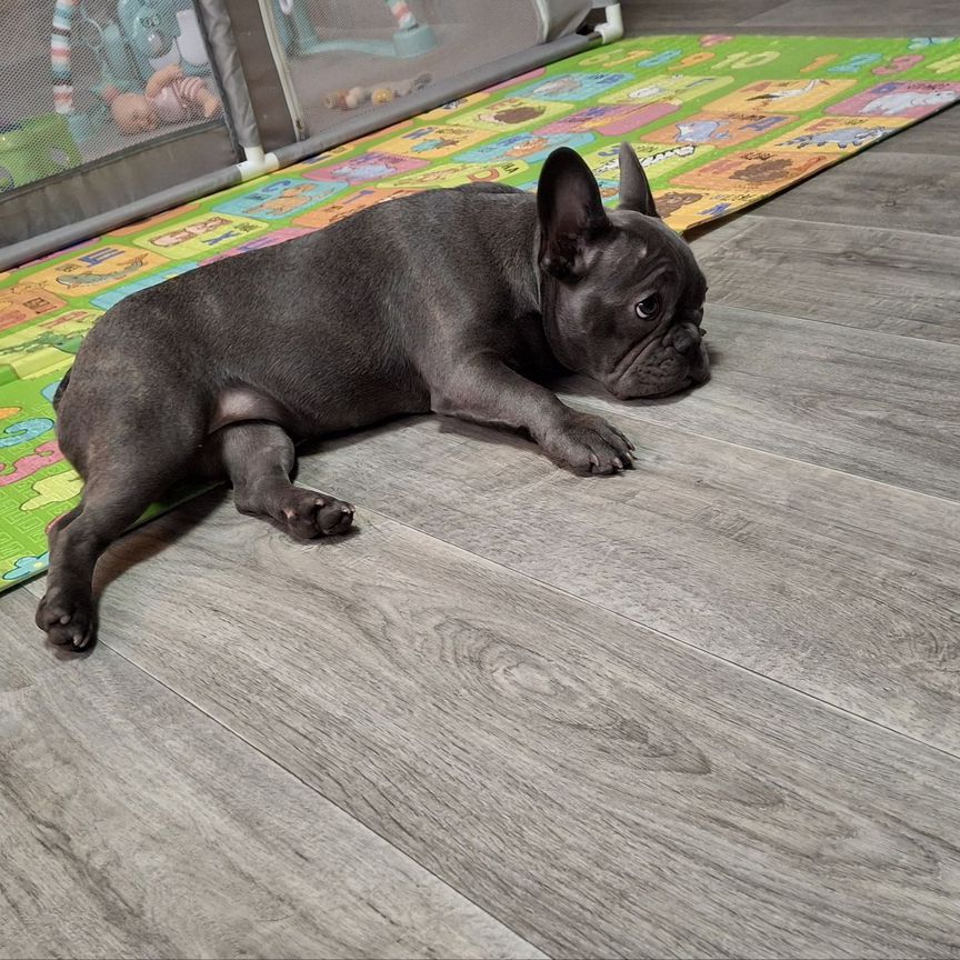 Французский бульдог голубой