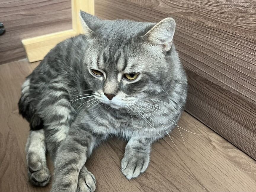 Британский кот