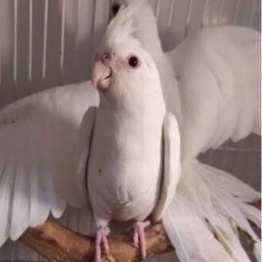 Попугаи кореллы безщекие