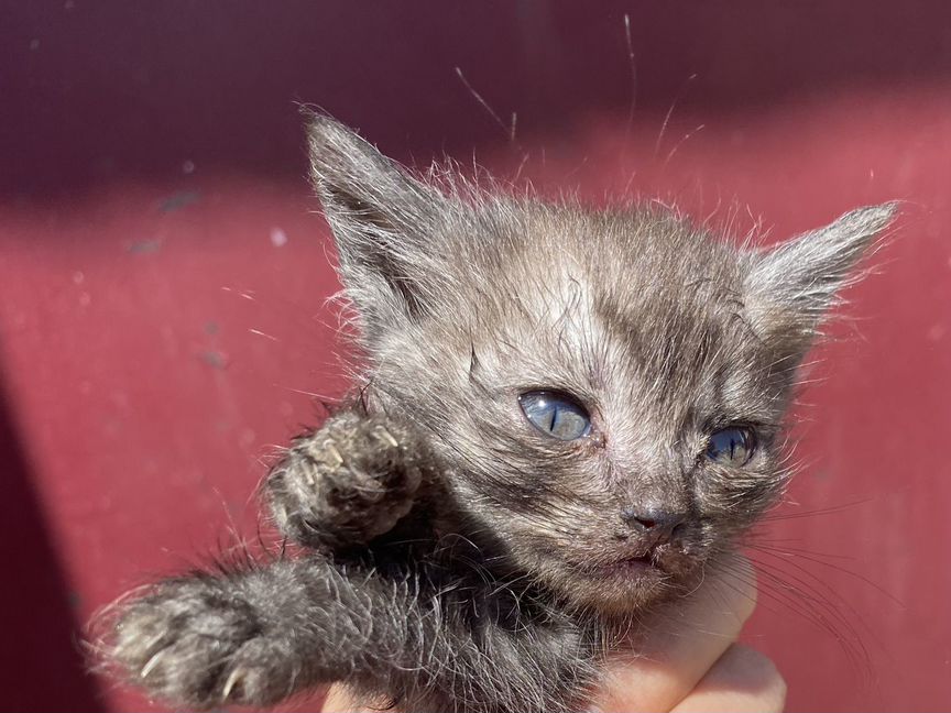 Девочка- Дюймовочка