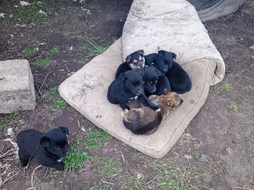 Щенки в добрые руки