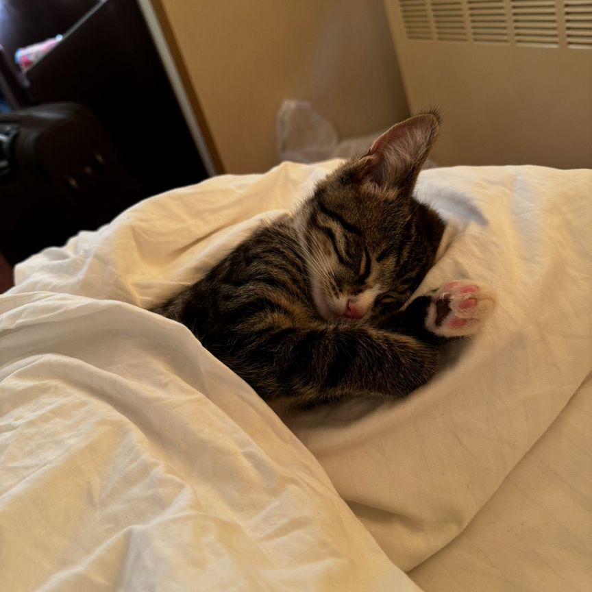 Котята