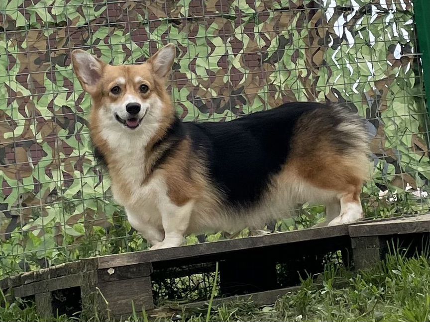 Вельш корги Пемброк