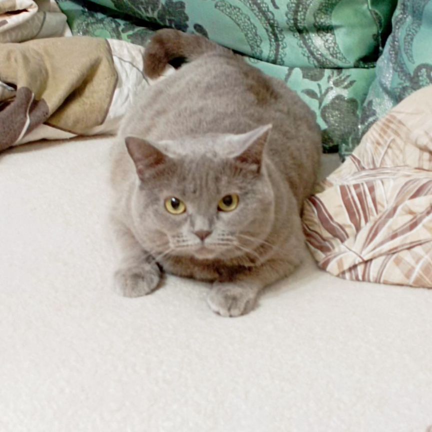 Кошечка Буся