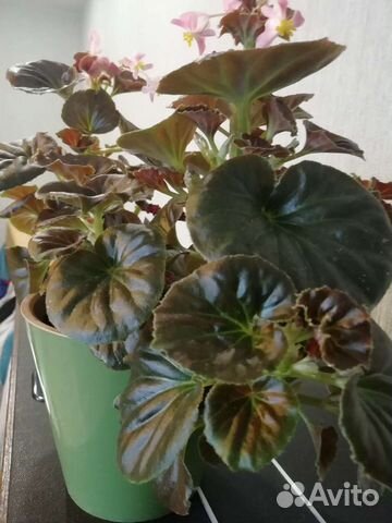 Бегония вечноцветущая,белая, розов.бронзоволистная купить в Москве ...